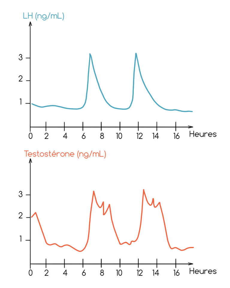 L’hormone de la masculinité : la testostérone - Seppale