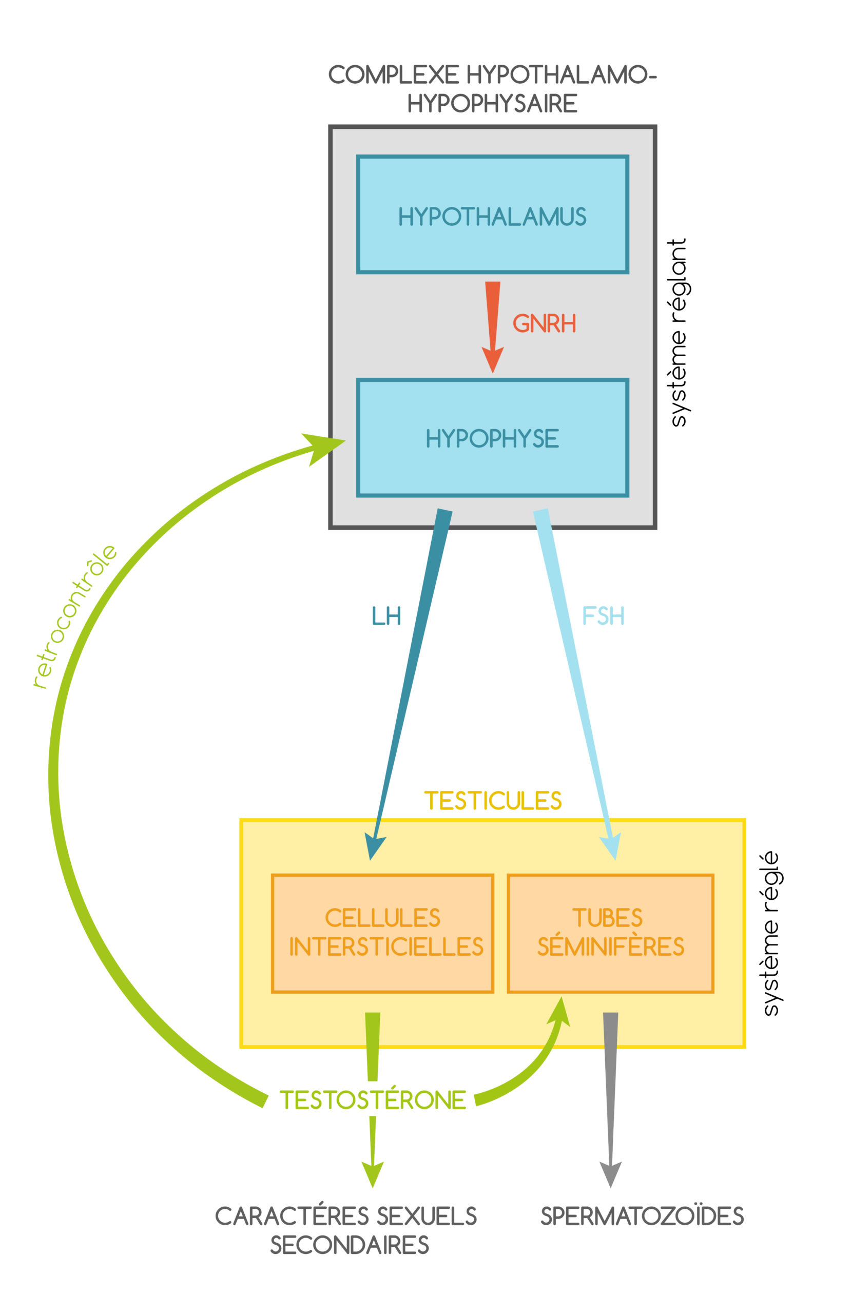 Hypothalamus et hypophyse : les chefs d’orchestre de la sexualité - Seppale
